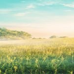 What Does The Bible Say? The Sabbath Year (Shemitah) – Grace thru faith